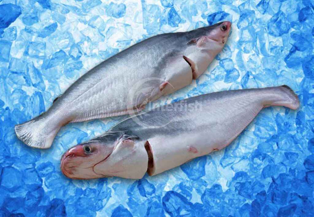 Pangasius Whole Fish - Interfish Company Limited