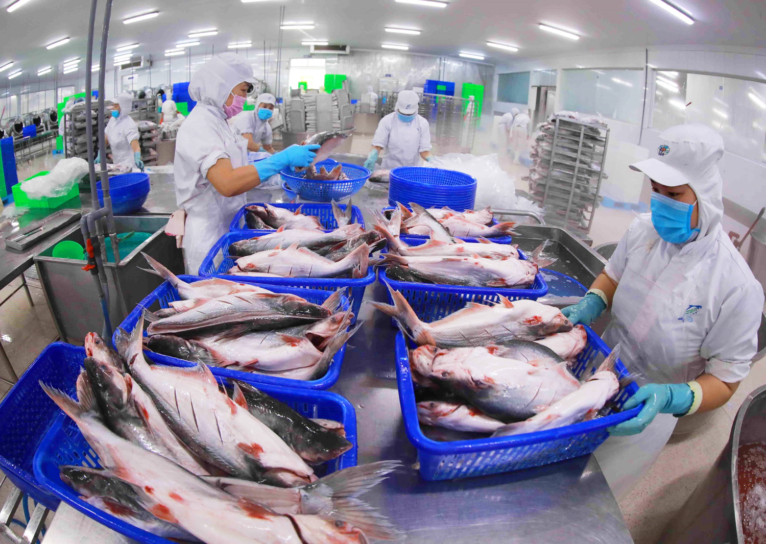 Startup nông nghiệp: Kiếm tiền tỷ từ việc chiết xuất Collagen từ da cá ...